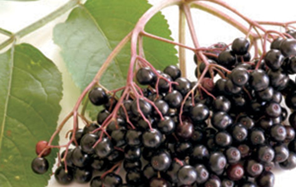 À découvrir: le sureau – Bel Âge